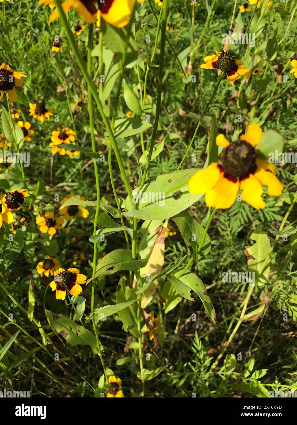 clasping coneflower (Rudbeckia amplexicaulis) Plantae Stock Photo - Alamy