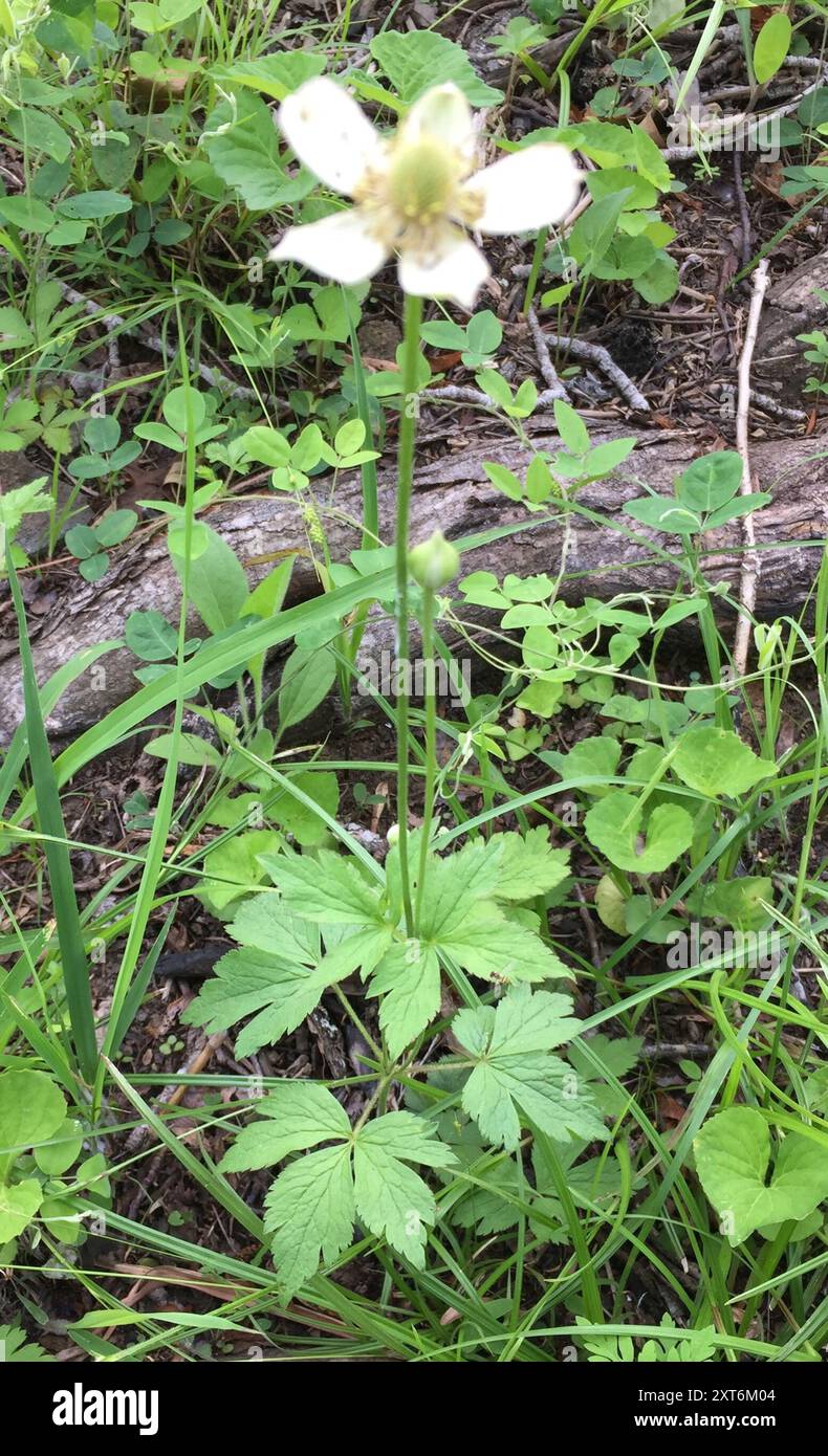 tall thimbleweed (Anemone virginiana) Plantae Stock Photo - Alamy