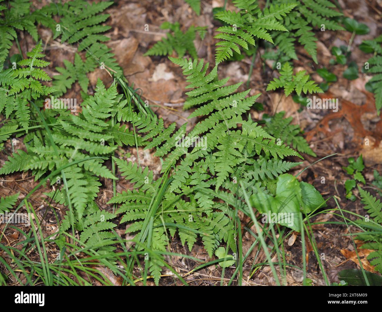 broad beech fern (Phegopteris hexagonoptera) Plantae Stock Photo - Alamy