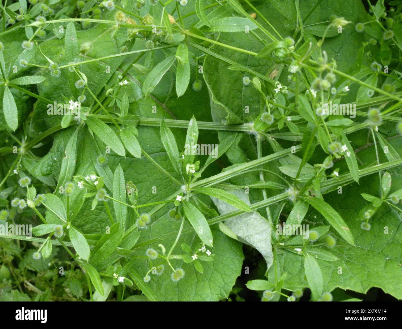 catchweed bedstraw (Galium aparine) Plantae Stock Photo - Alamy