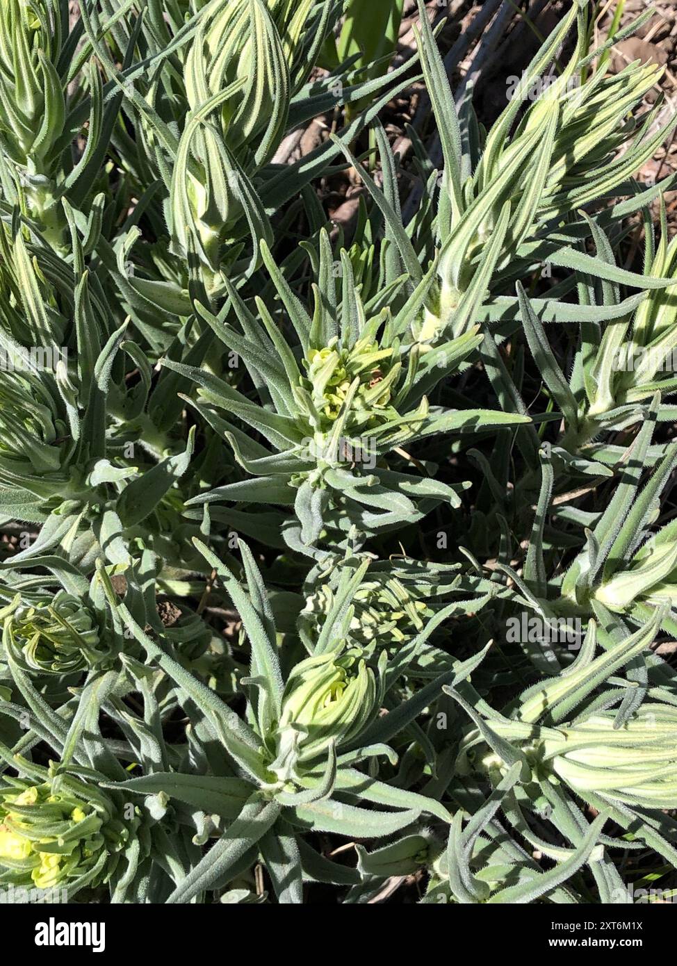 western stoneseed (Lithospermum ruderale) Plantae Stock Photo - Alamy