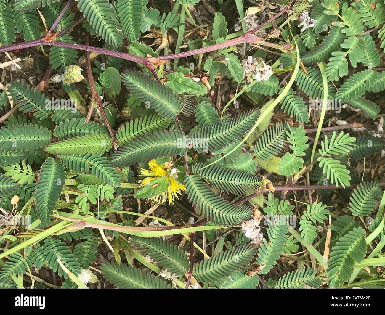 Tropical puff (Neptunia pubescens) Plantae Stock Photo - Alamy