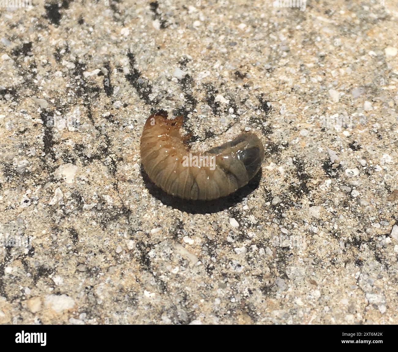 Scarabaeiform Beetles (Scarabaeiformia) Insecta Stock Photo - Alamy