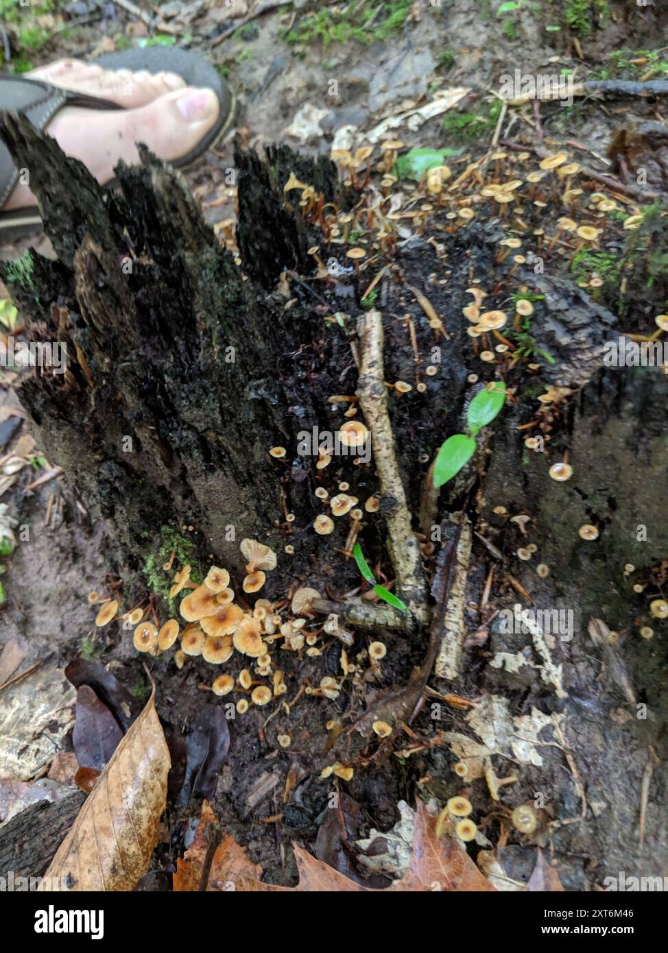 Pinewood Gingertail (Xeromphalina campanella) Fungi Stock Photo - Alamy
