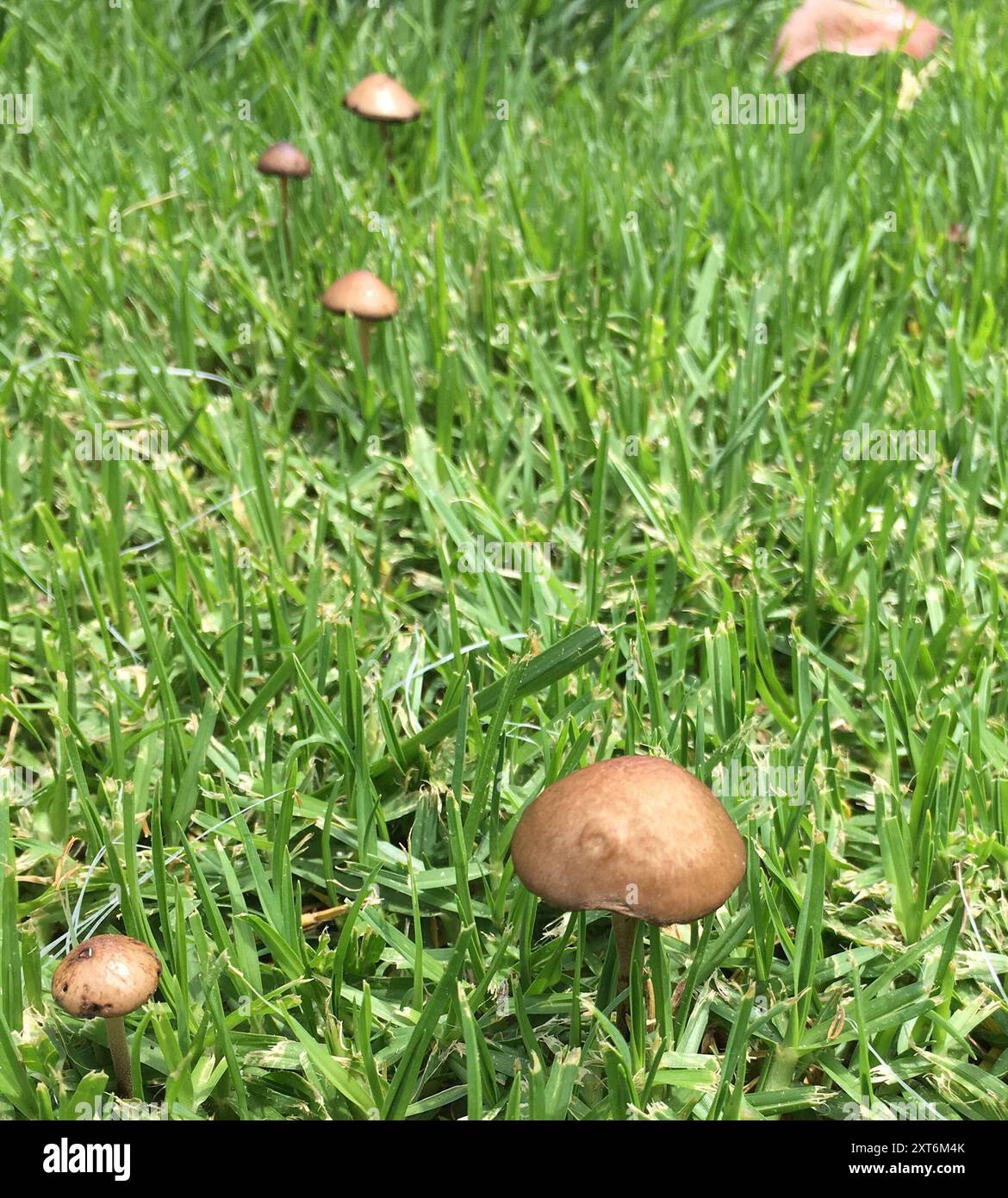 Mower's Mushroom (Panaeolus foenisecii) Fungi Stock Photo - Alamy