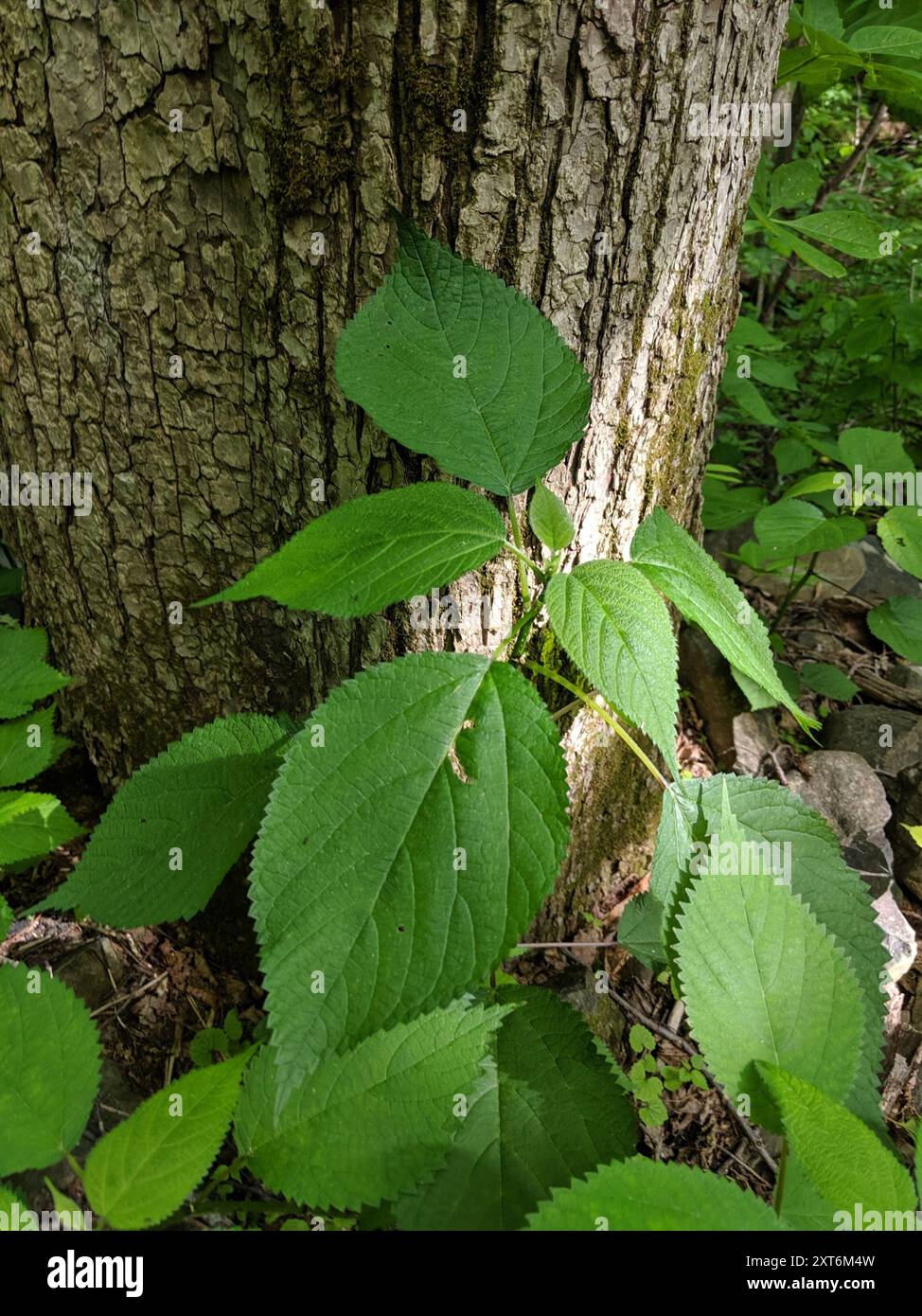 Laportea hi-res stock photography and images - Alamy