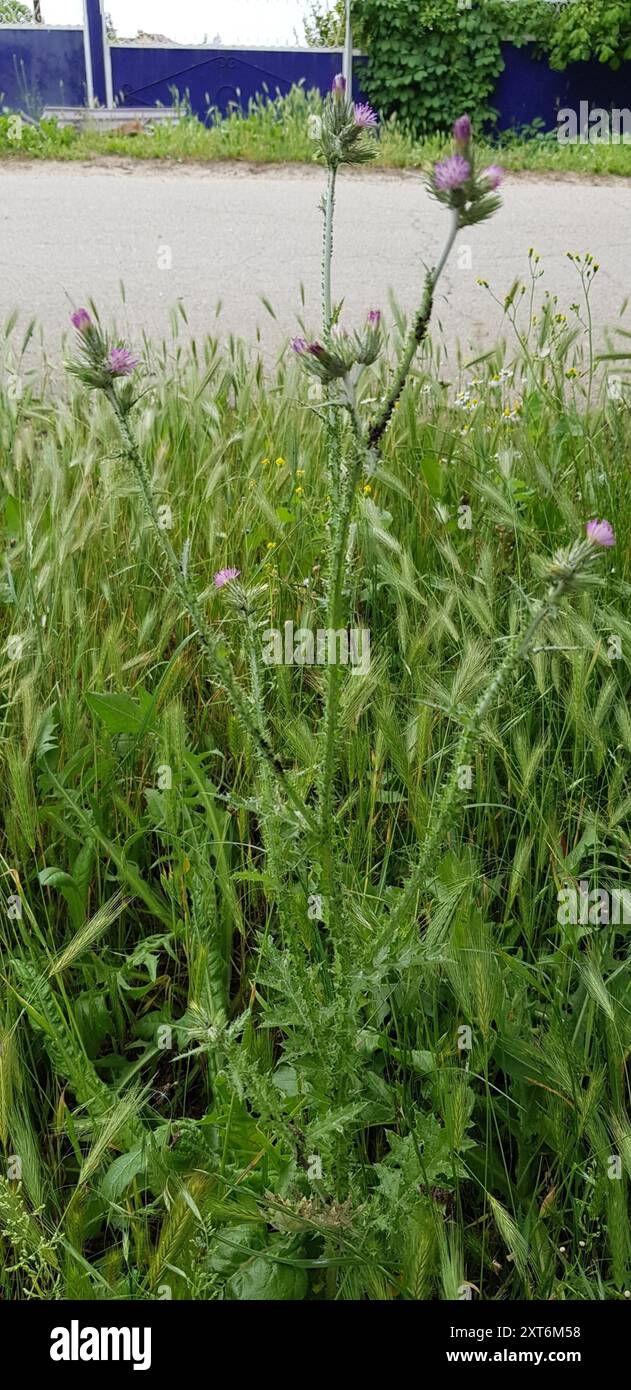 Italian thistle (Carduus pycnocephalus) Plantae Stock Photo - Alamy