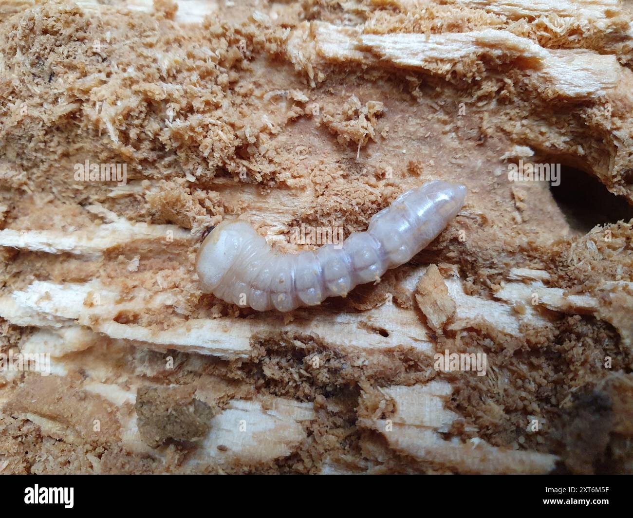 Huhu (Prionoplus reticularis) Insecta Stock Photo - Alamy