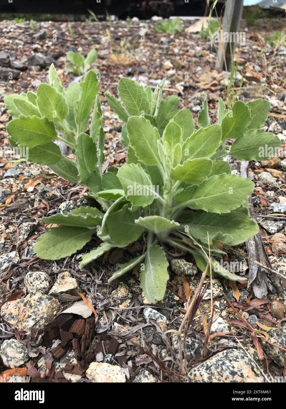 Telegraphweed (Heterotheca grandiflora) Plantae Stock Photo - Alamy