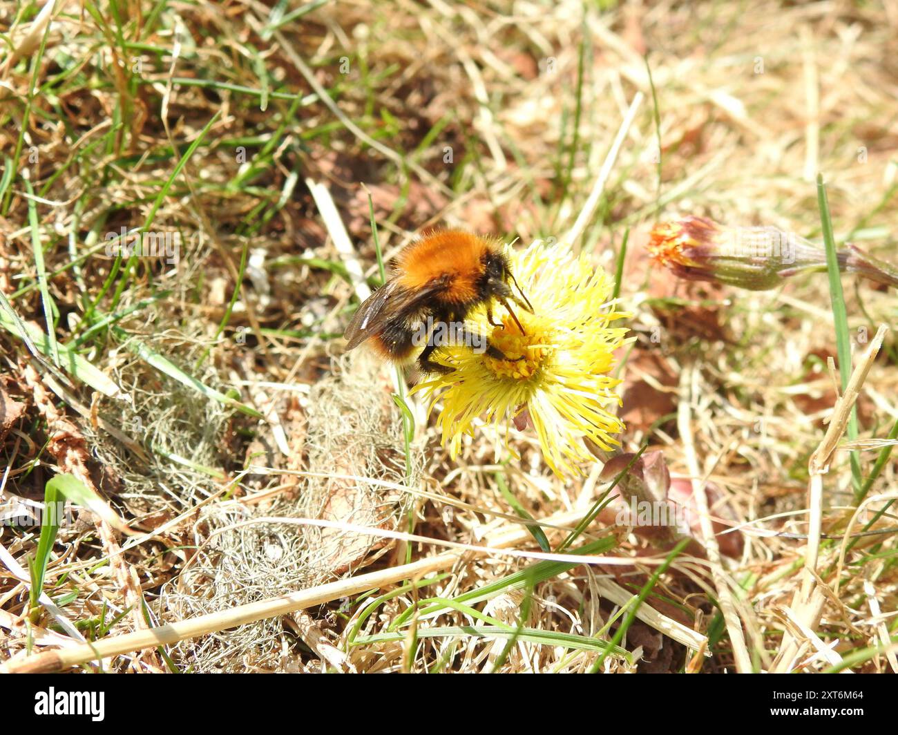 Common Carder Bumble Bee (Bombus pascuorum) Insecta Stock Photo - Alamy
