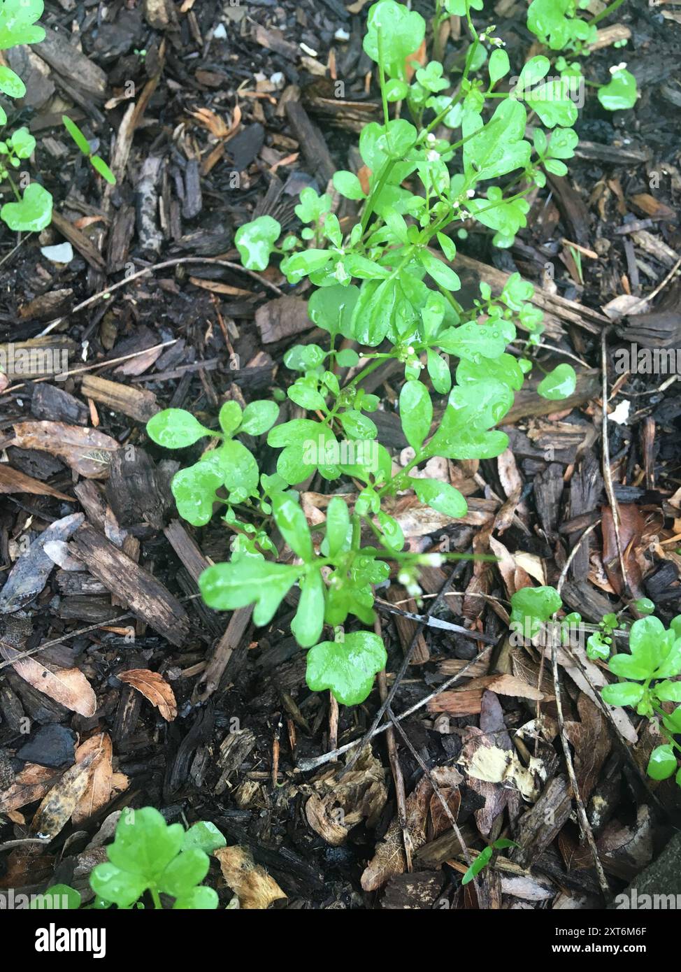 Nursery bittercress (Cardamine occulta) Plantae Stock Photo - Alamy
