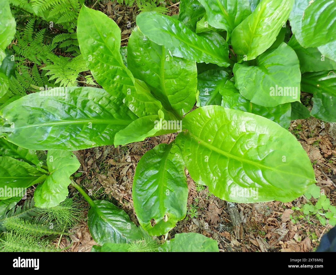 western skunk cabbage (Lysichiton americanus) Plantae Stock Photo - Alamy