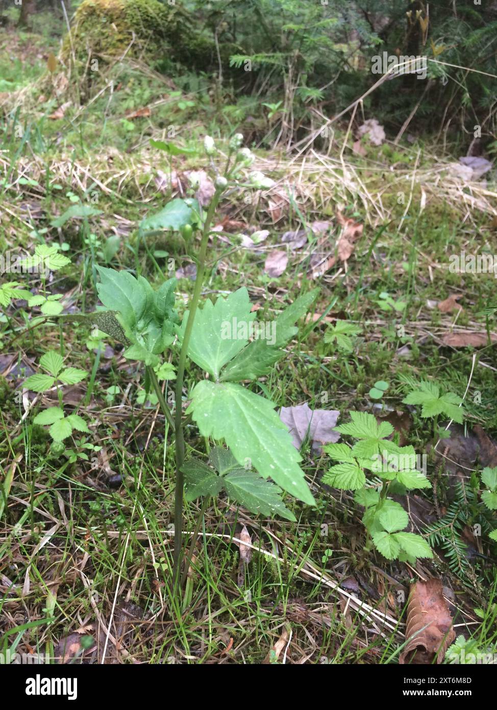 Two-leaved Toothwort (Cardamine diphylla) Plantae Stock Photo - Alamy