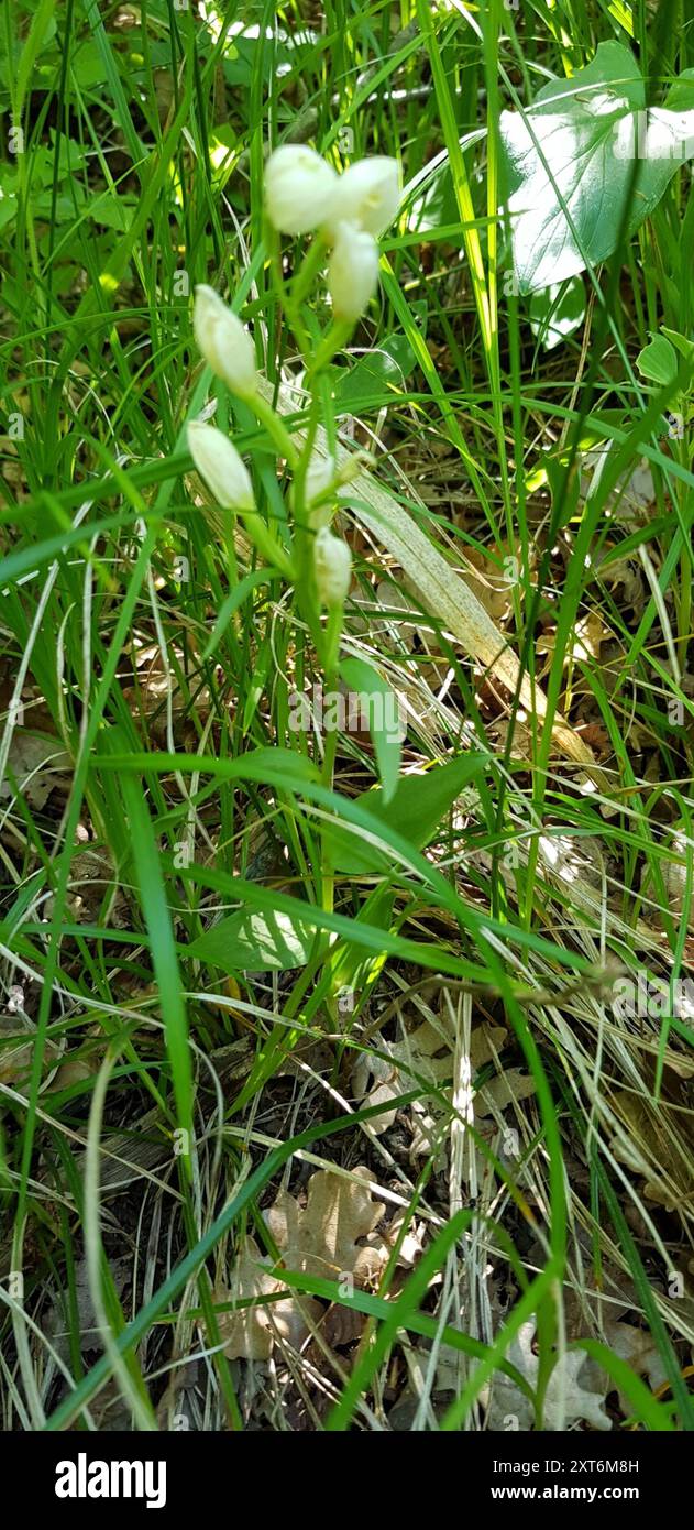 white helleborine (Cephalanthera damasonium) Plantae Stock Photo - Alamy