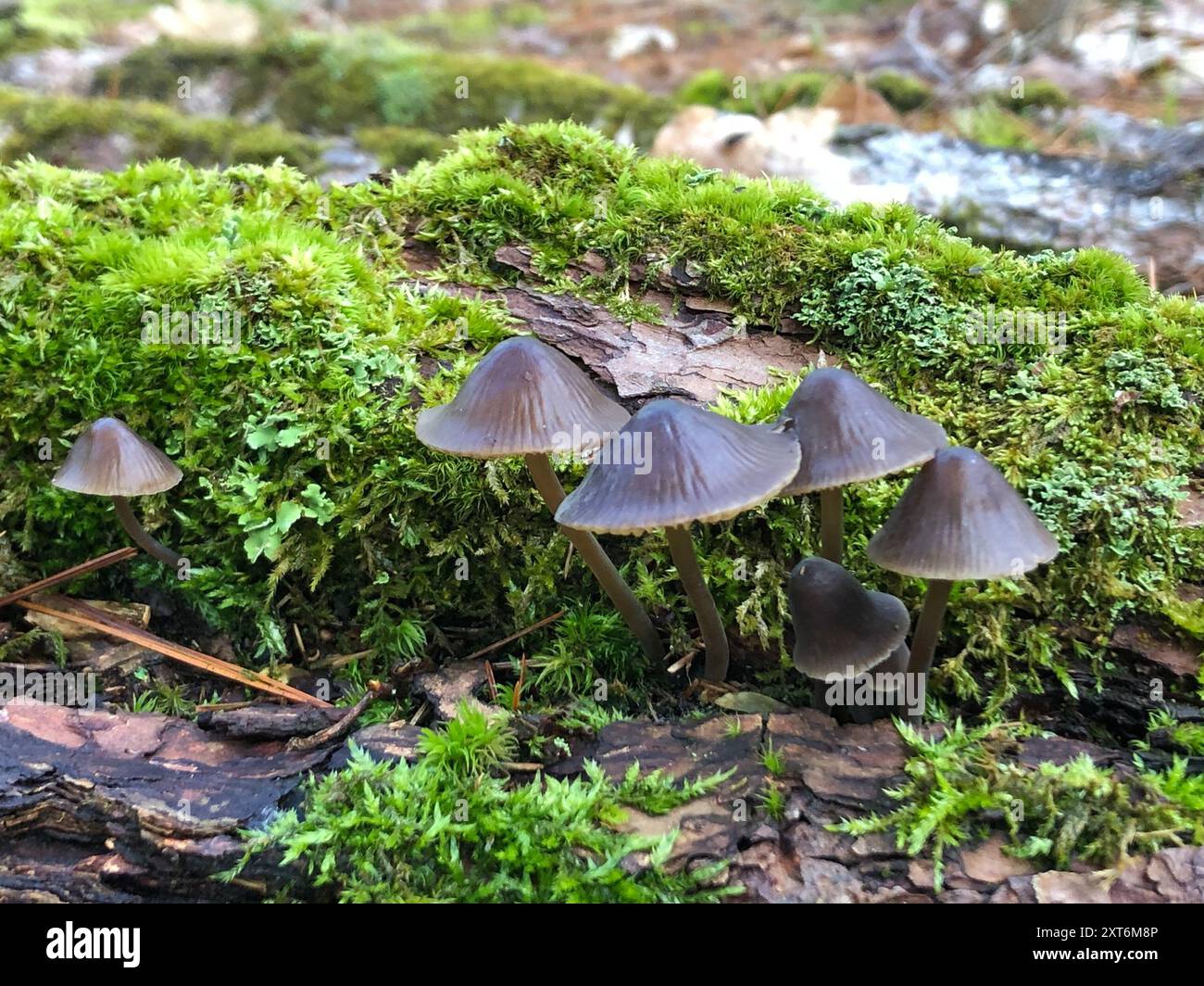 common bonnet (Mycena galericulata) Fungi Stock Photo - Alamy