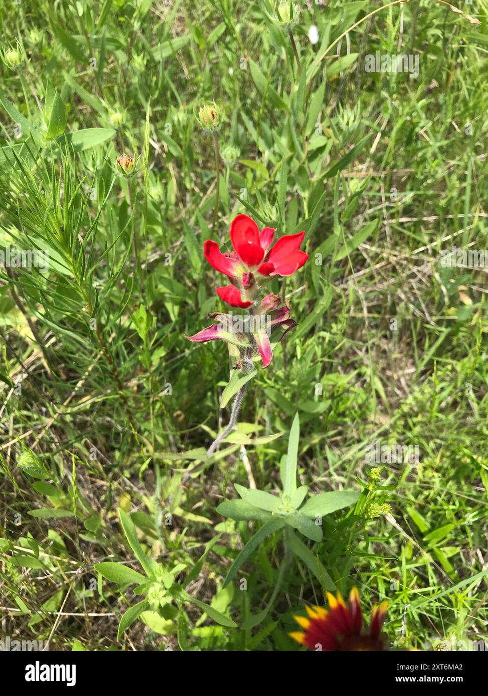 Texas Paintbrush (Castilleja indivisa) Plantae Stock Photo - Alamy