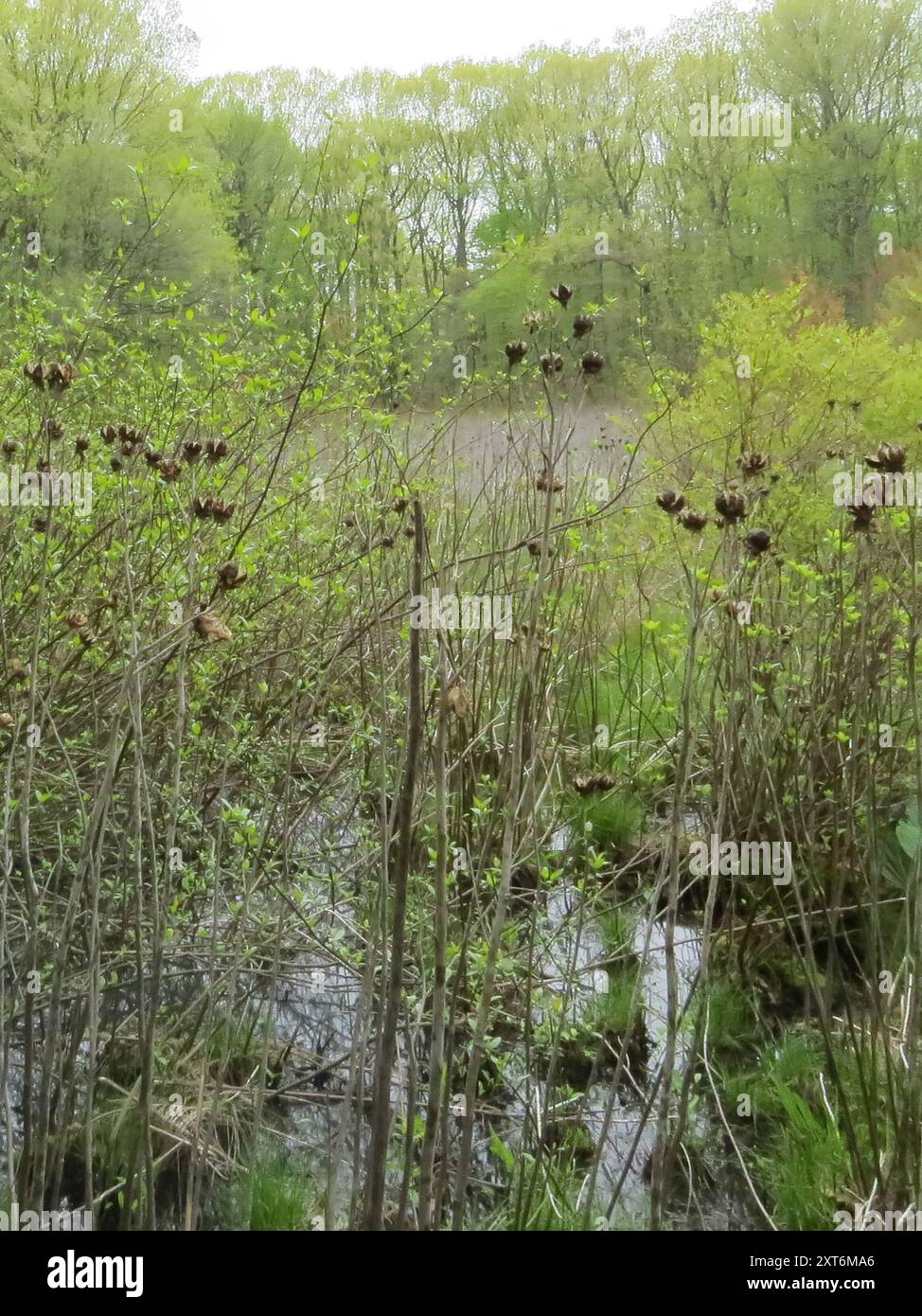 swamp rose mallow (Hibiscus moscheutos) Plantae Stock Photo - Alamy