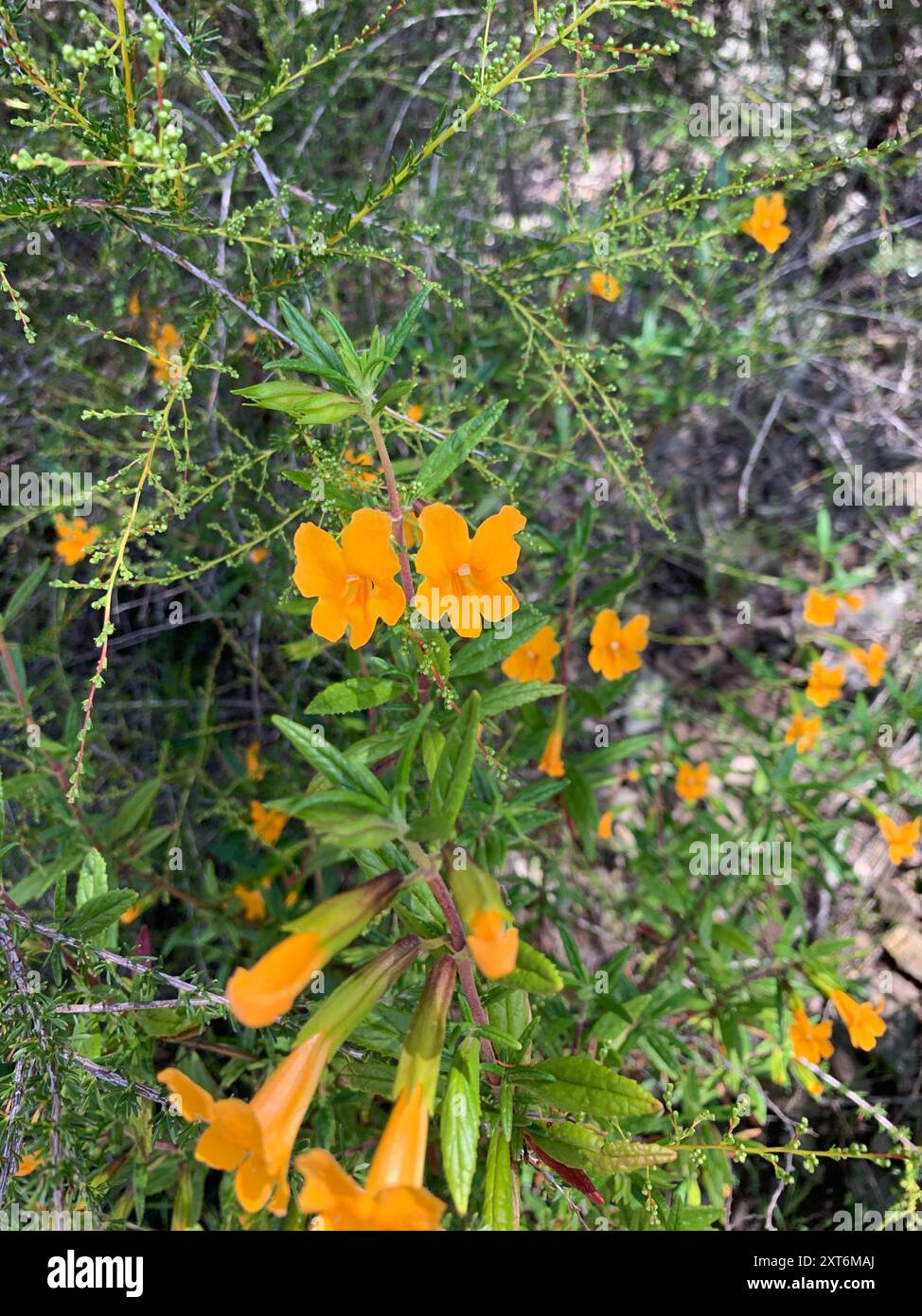 orange bush monkeyflower (Diplacus aurantiacus) Plantae Stock Photo - Alamy