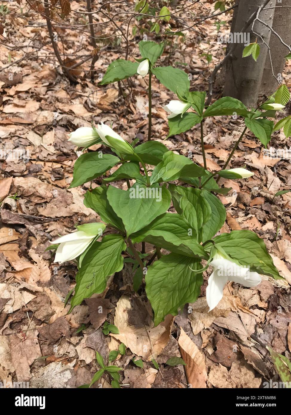 large white trillium (Trillium grandiflorum) Plantae Stock Photo - Alamy