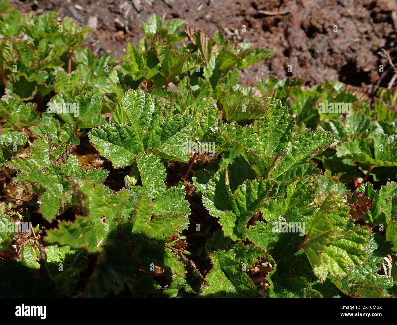 cloudberry (Rubus chamaemorus) Plantae Stock Photo - Alamy