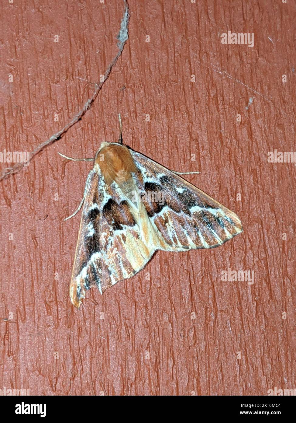 Western Conifer Looper (Caripeta aequaliaria) Insecta Stock Photo - Alamy