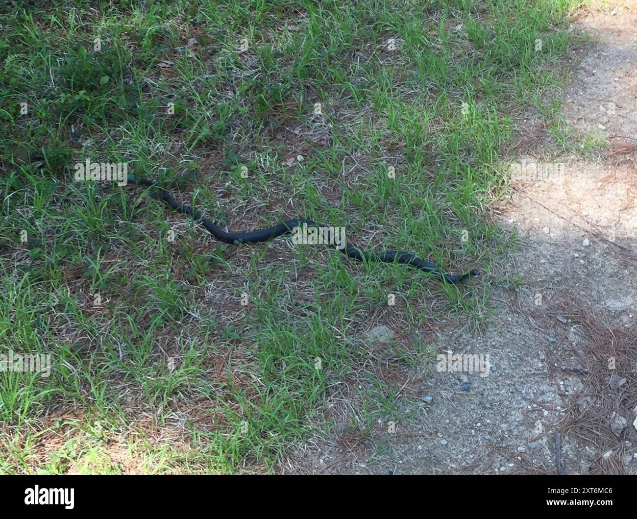 Northern Black Racer (Coluber constrictor constrictor) Reptilia Stock ...