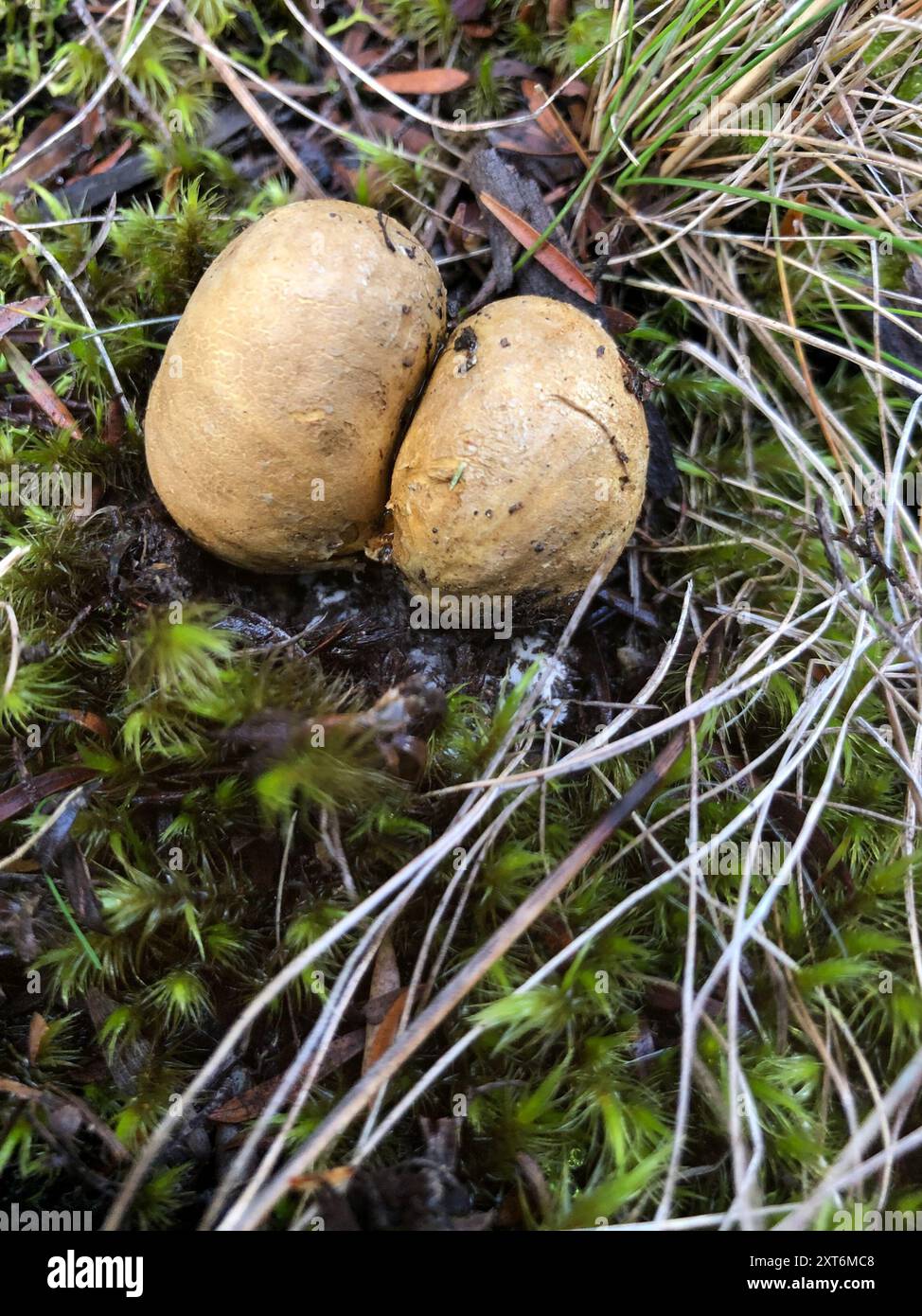 earthballs (Scleroderma) Fungi Stock Photo - Alamy