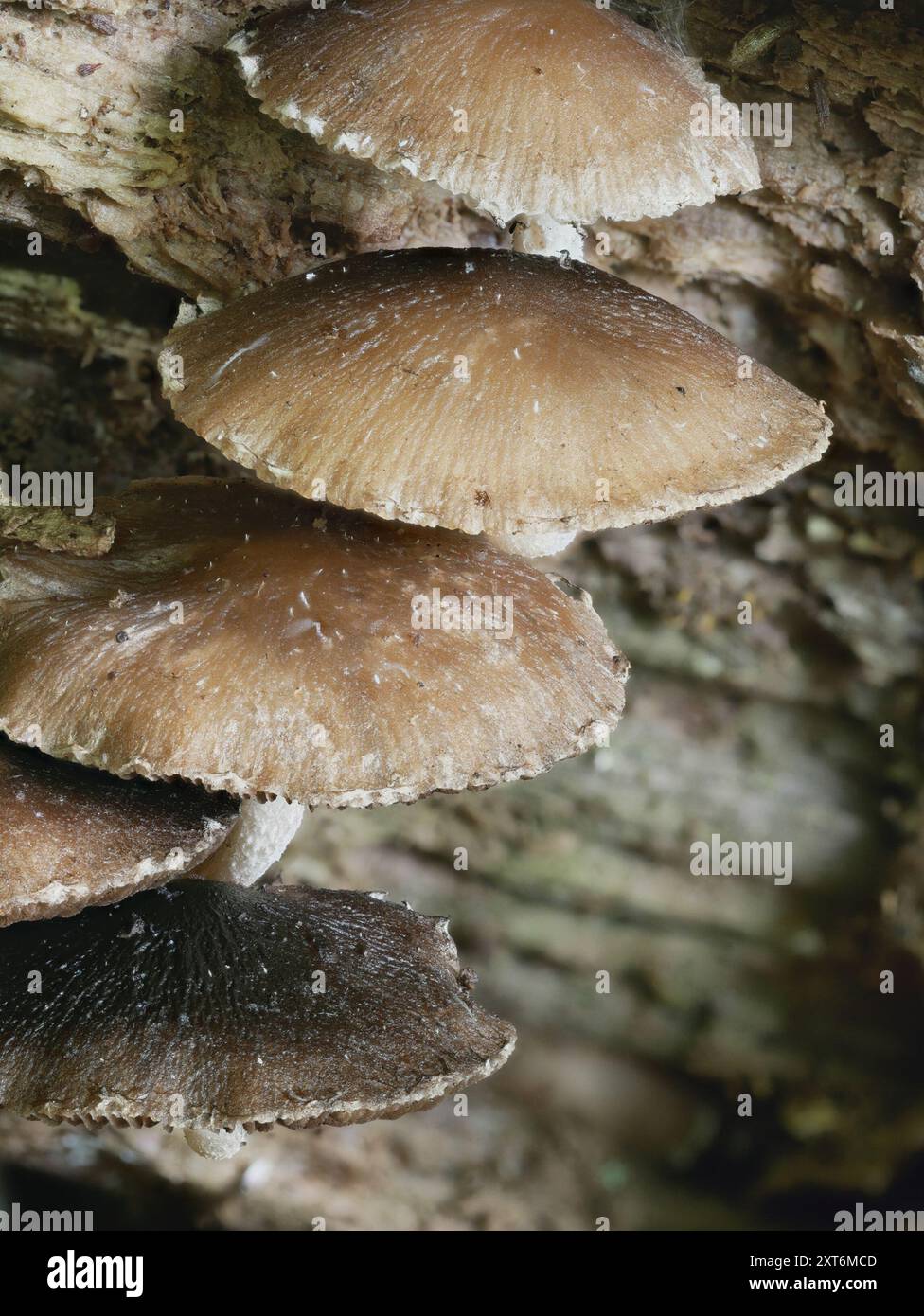 Brittlestems (Psathyrella) Fungi Stock Photo - Alamy
