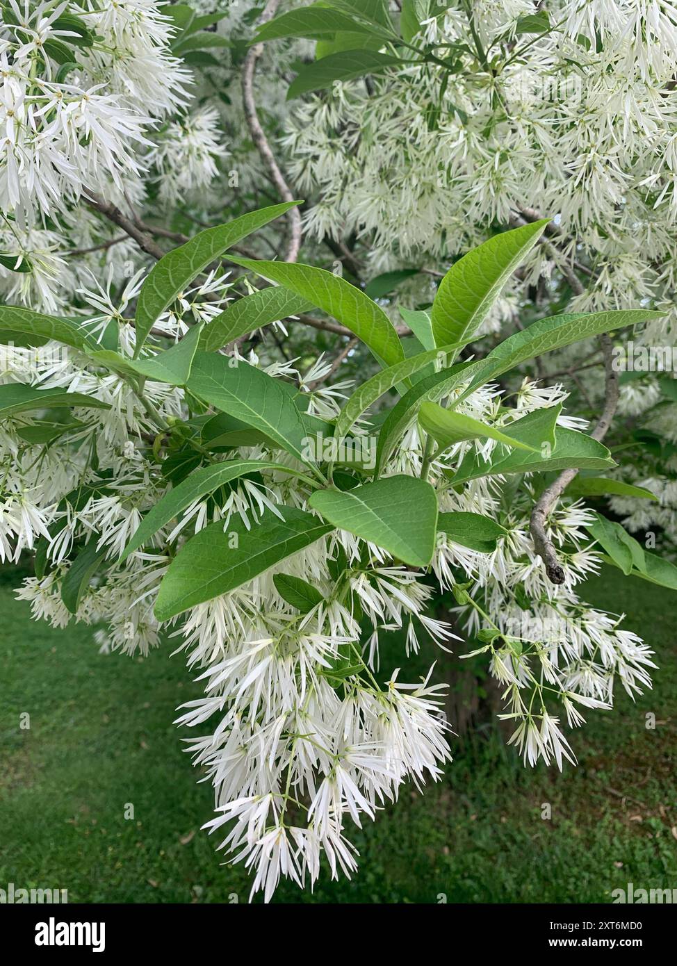 white fringetree (Chionanthus virginicus) Plantae Stock Photo - Alamy