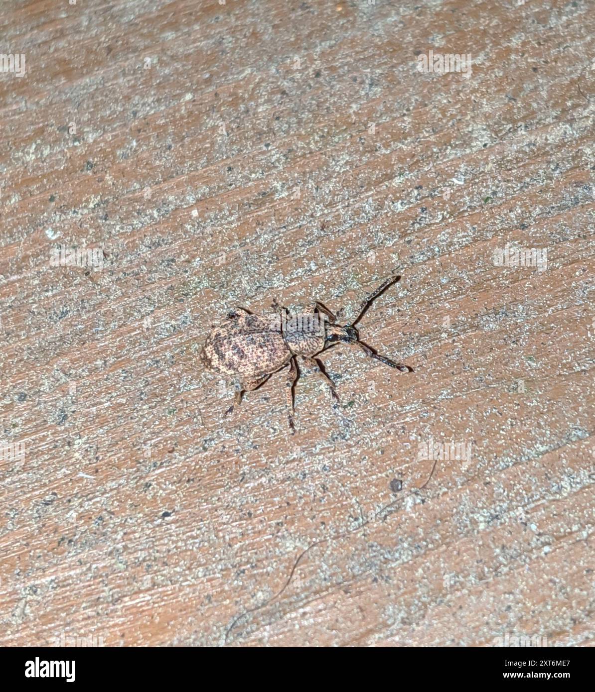 Clay-coloured Weevil (Otiorhynchus singularis) Insecta Stock Photo - Alamy