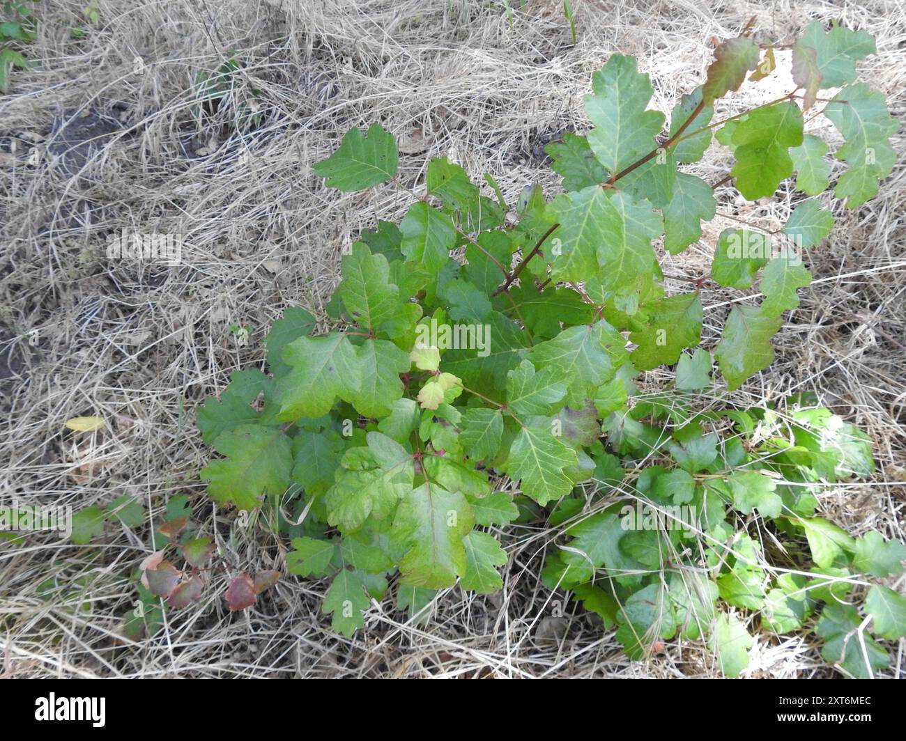 Pacific poison oak (Toxicodendron diversilobum) Plantae Stock Photo - Alamy