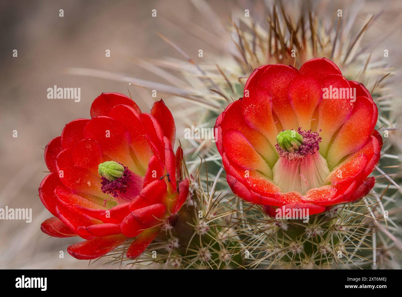 Scarlet Hedgehog Cactus (Echinocereus coccineus coccineus) Plantae ...