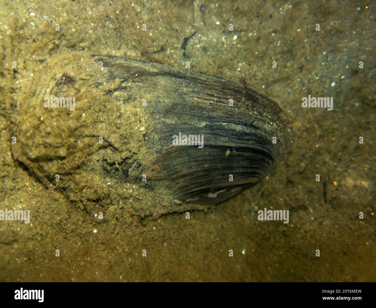Thick-shelled Mussel (Unio crassus) Mollusca Stock Photo - Alamy