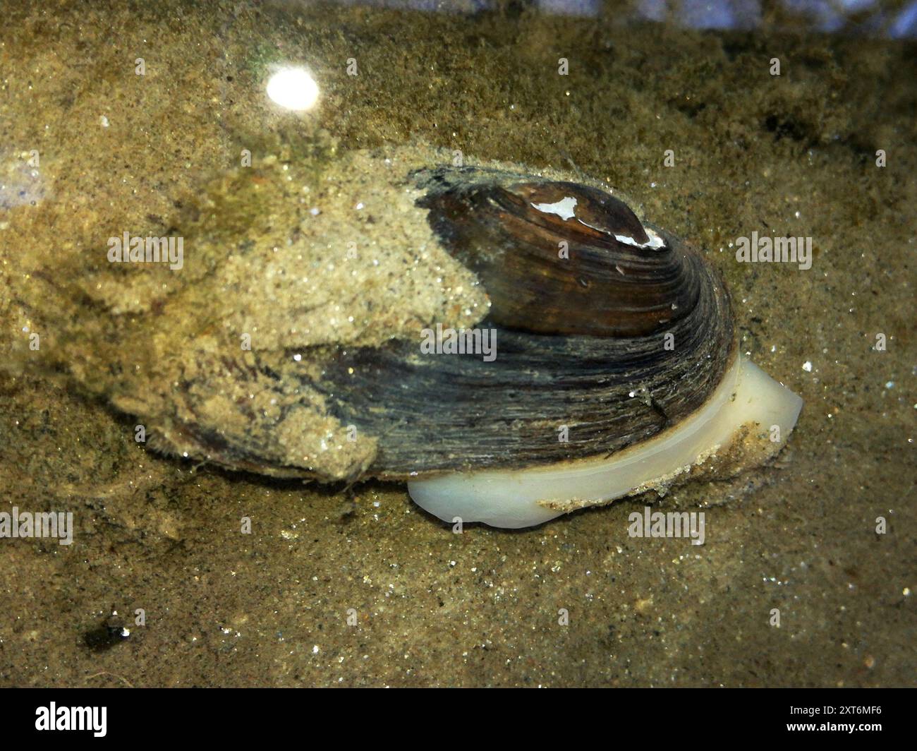 Unio crassus hi-res stock photography and images - Alamy