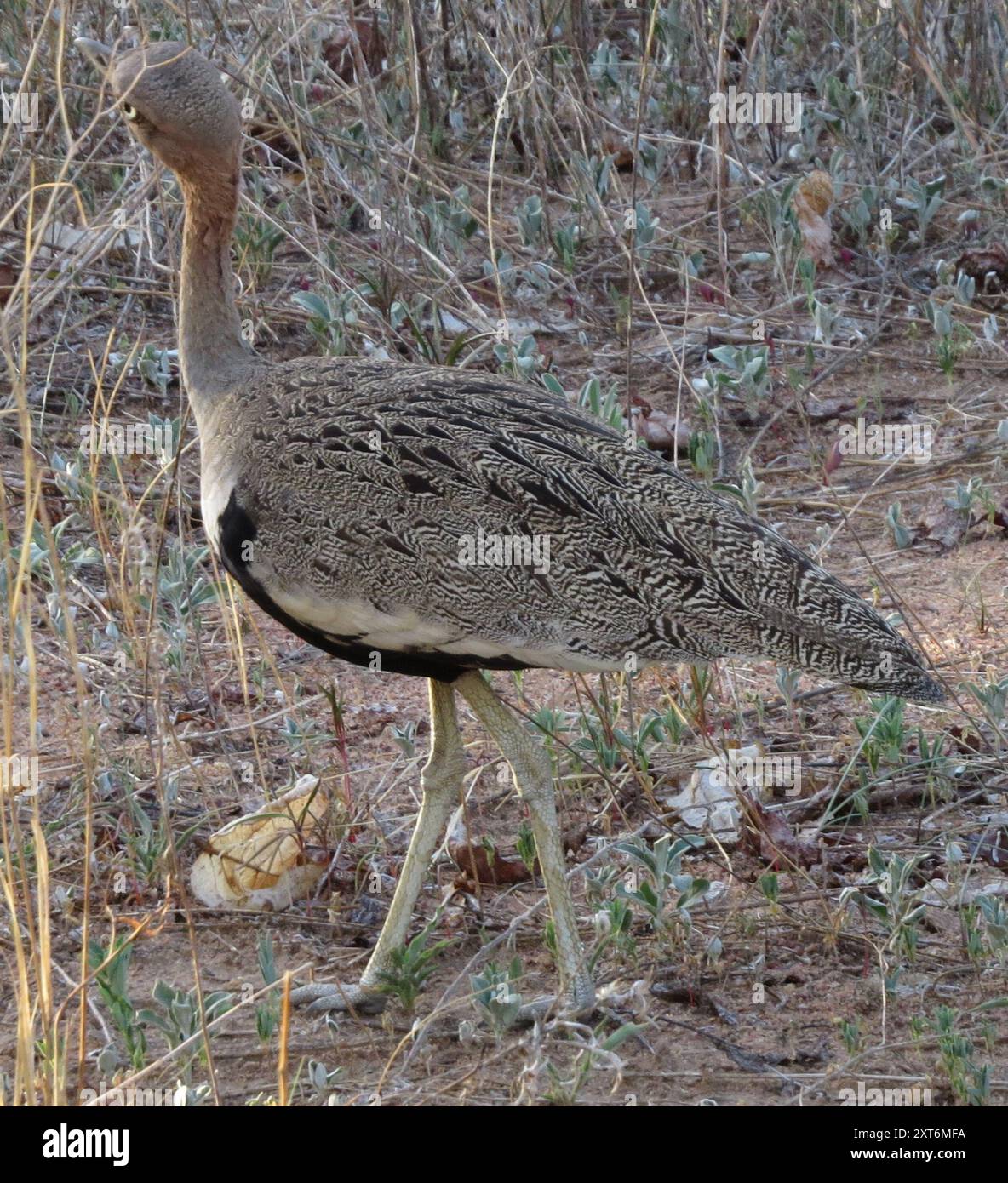 Buff-crested Bustard (Lophotis gindiana) Aves Stock Photo - Alamy