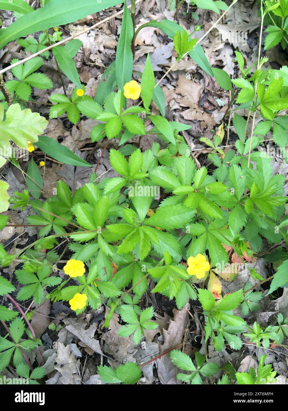 common cinquefoil (Potentilla simplex) Plantae Stock Photo - Alamy