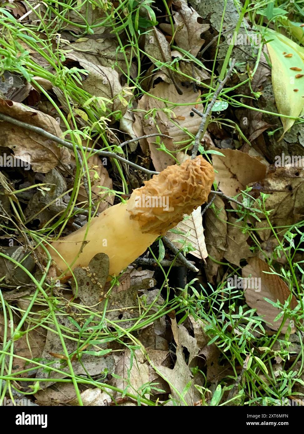 true morels (Morchella) Fungi Stock Photo - Alamy