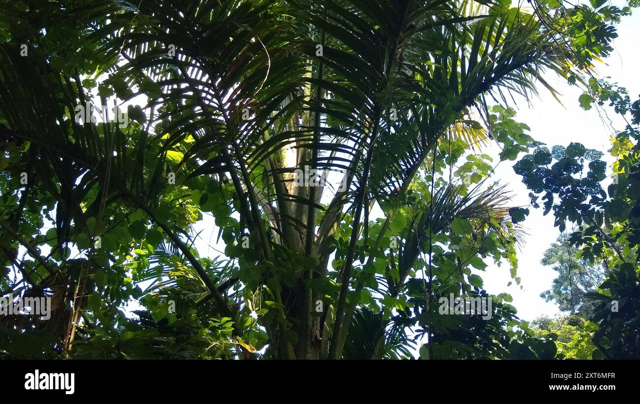 Ivory nut palm hi-res stock photography and images - Alamy