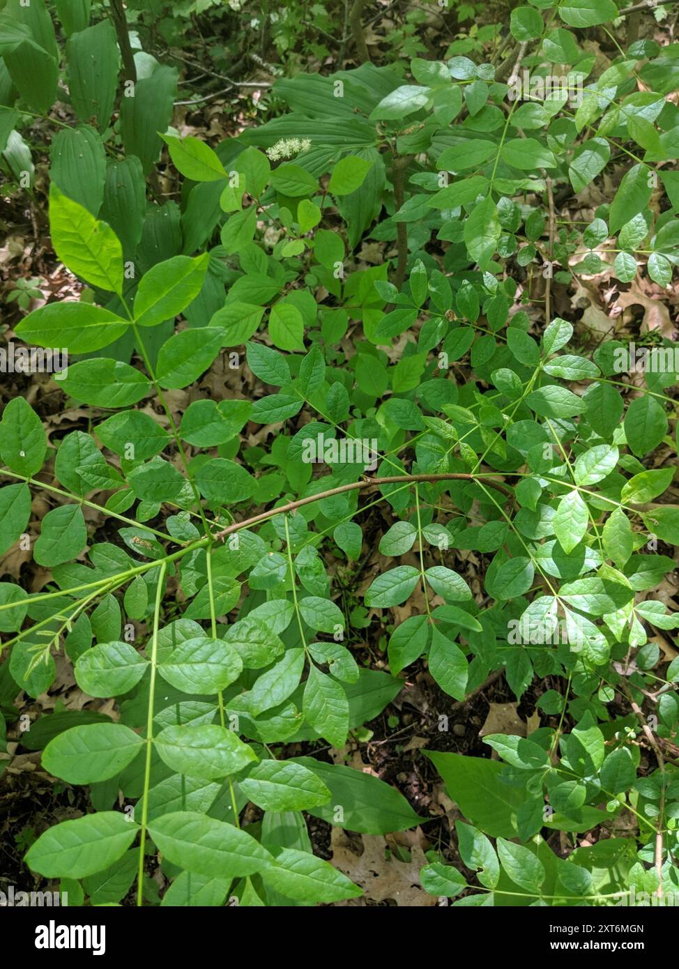 common prickly ash (Zanthoxylum americanum) Plantae Stock Photo - Alamy