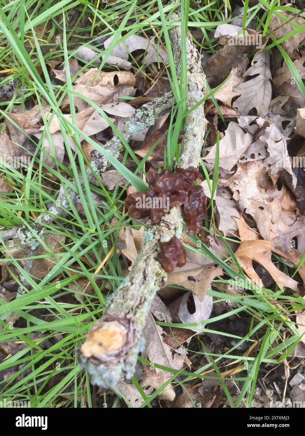 American Amber Jelly Fungus (Exidia crenata) Fungi Stock Photo - Alamy