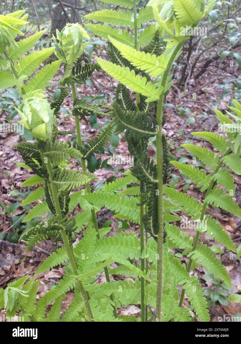 interrupted fern (Osmunda claytoniana) Plantae Stock Photo - Alamy