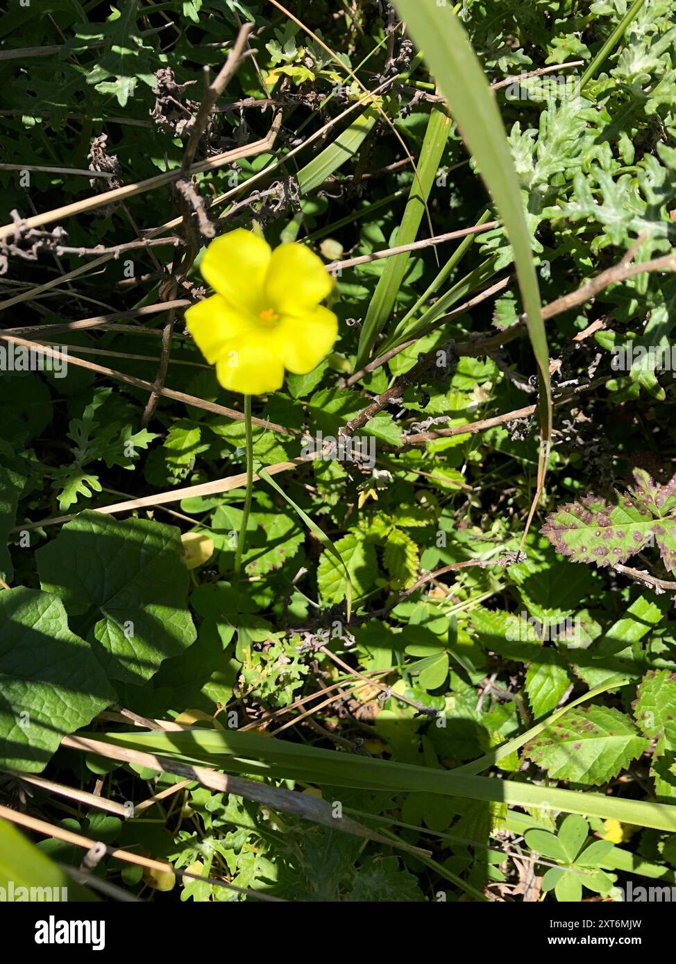 Bermuda buttercup (Oxalis pes-caprae) Plantae Stock Photo - Alamy