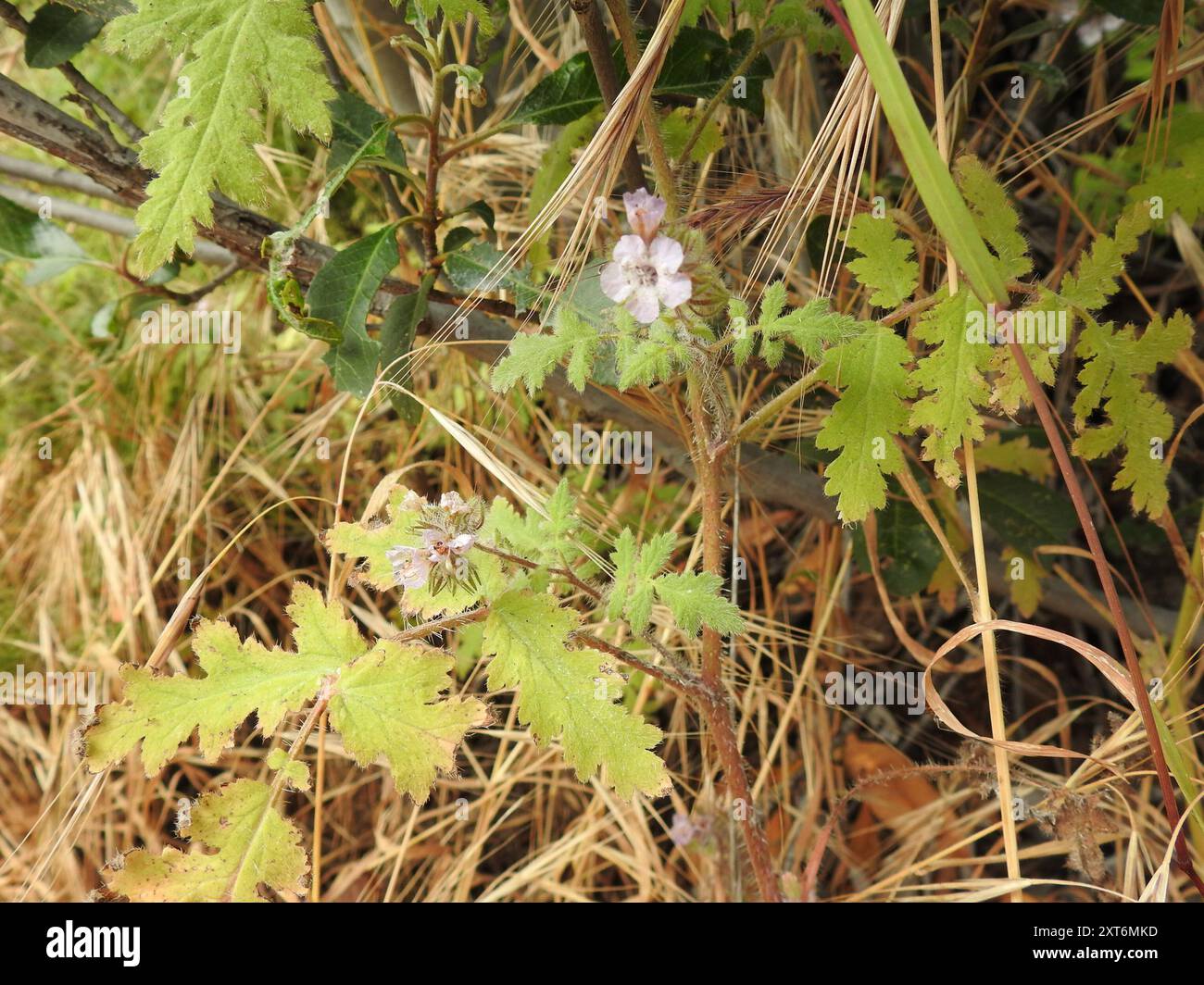 caterpillar scorpionweed (Phacelia cicutaria) Plantae Stock Photo - Alamy