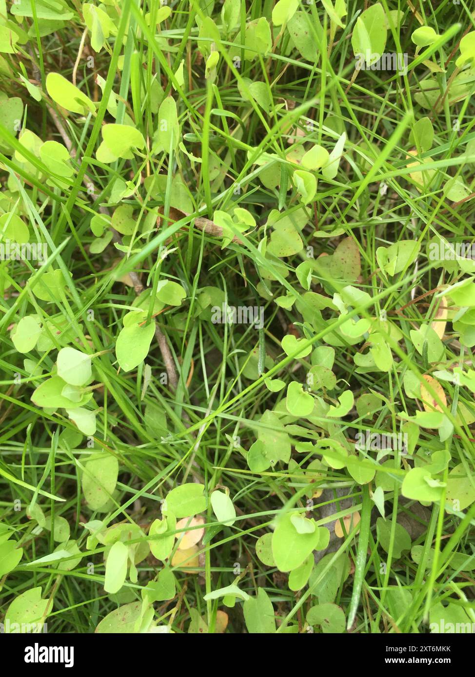 arrow-leaved tearthumb (Persicaria sagittata) Plantae Stock Photo - Alamy
