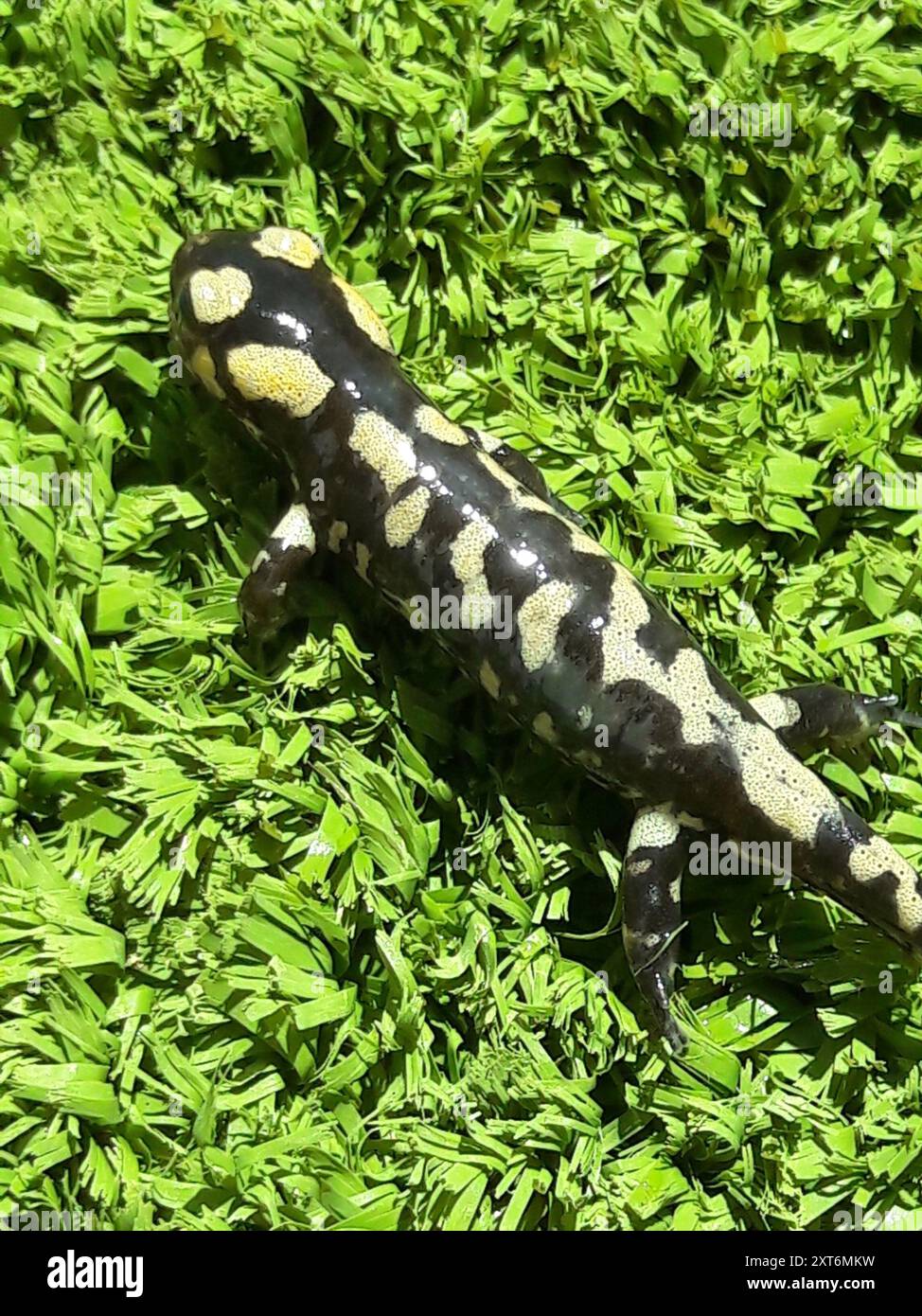 Portuguese Fire Salamander (Salamandra salamandra gallaica) Amphibia ...