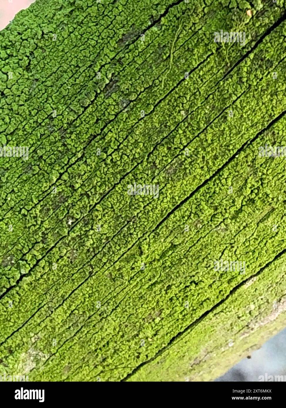 green algae (Chlorophyta) Plantae Stock Photo - Alamy