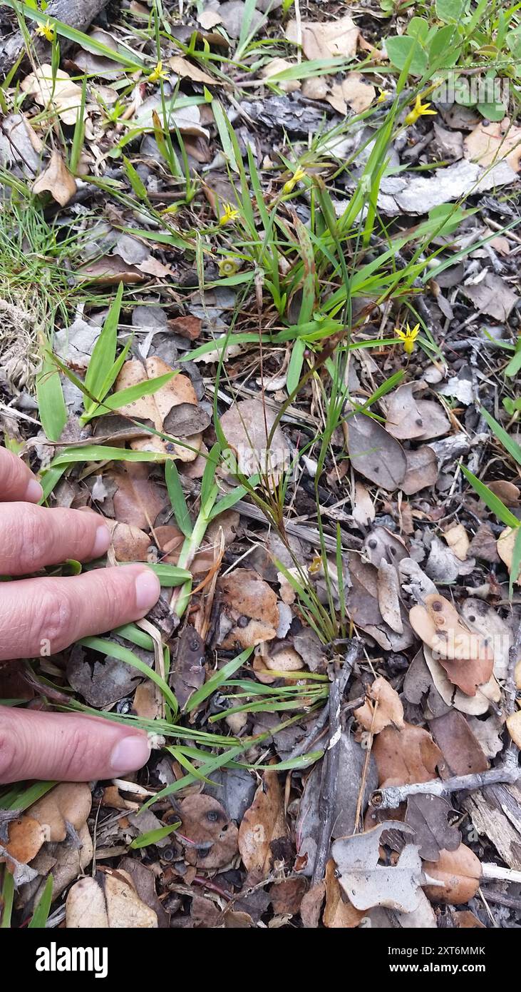 Blue Pigroot (Sisyrinchium micranthum) Plantae Stock Photo - Alamy