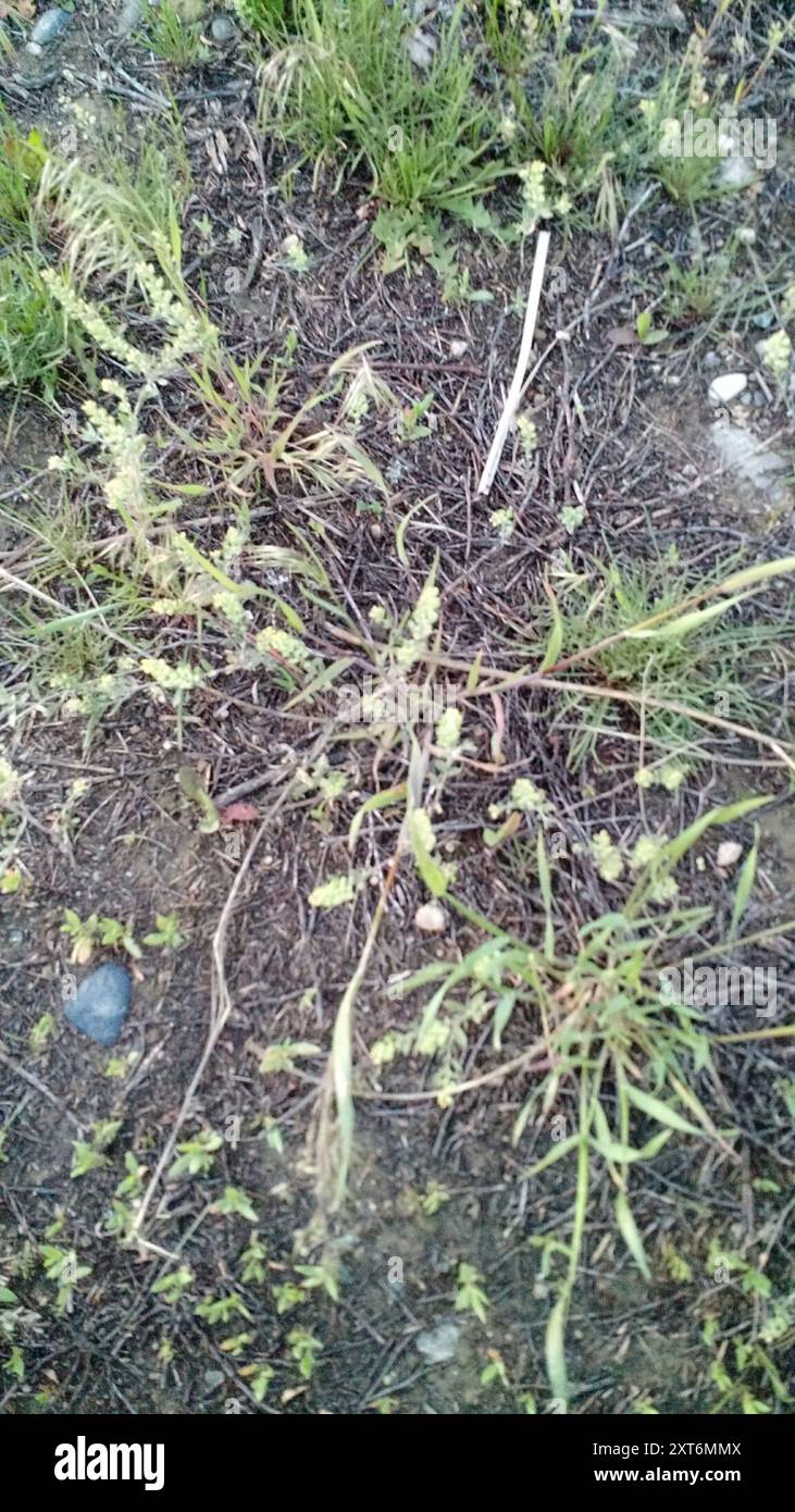 Cheatgrass (Bromus tectorum) Plantae Stock Photo - Alamy