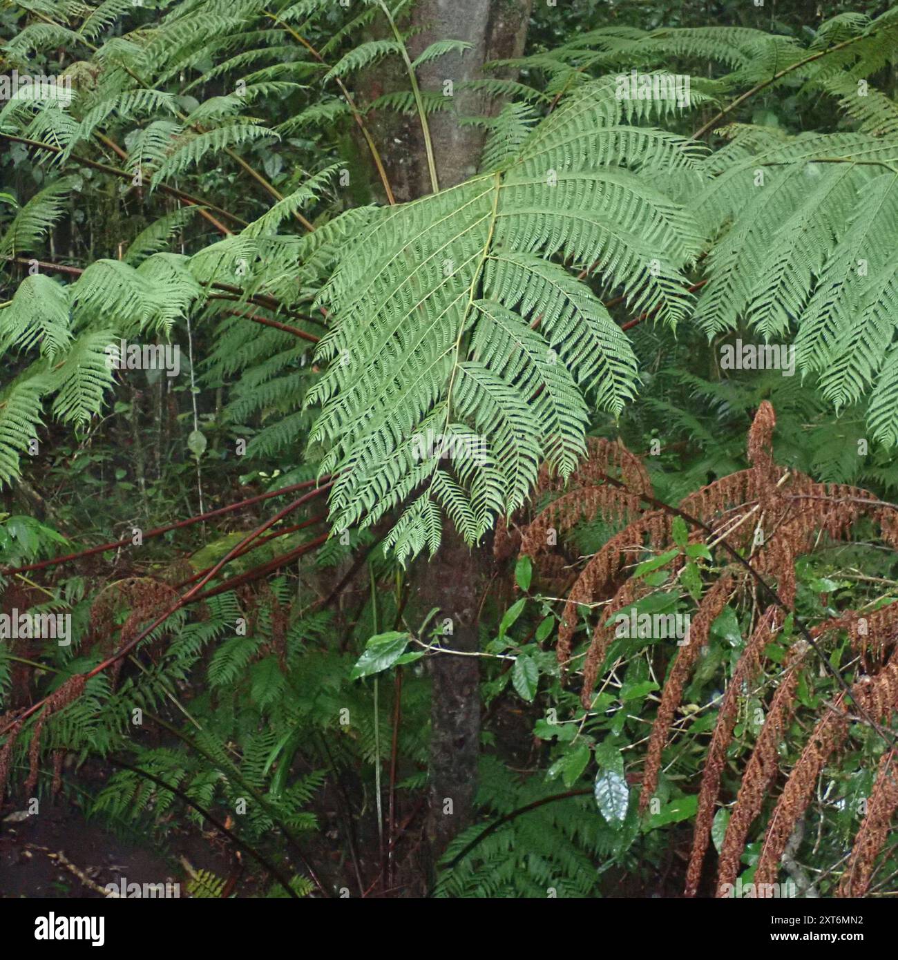 Forest Tree Fern (Cyathea capensis) Plantae Stock Photo - Alamy