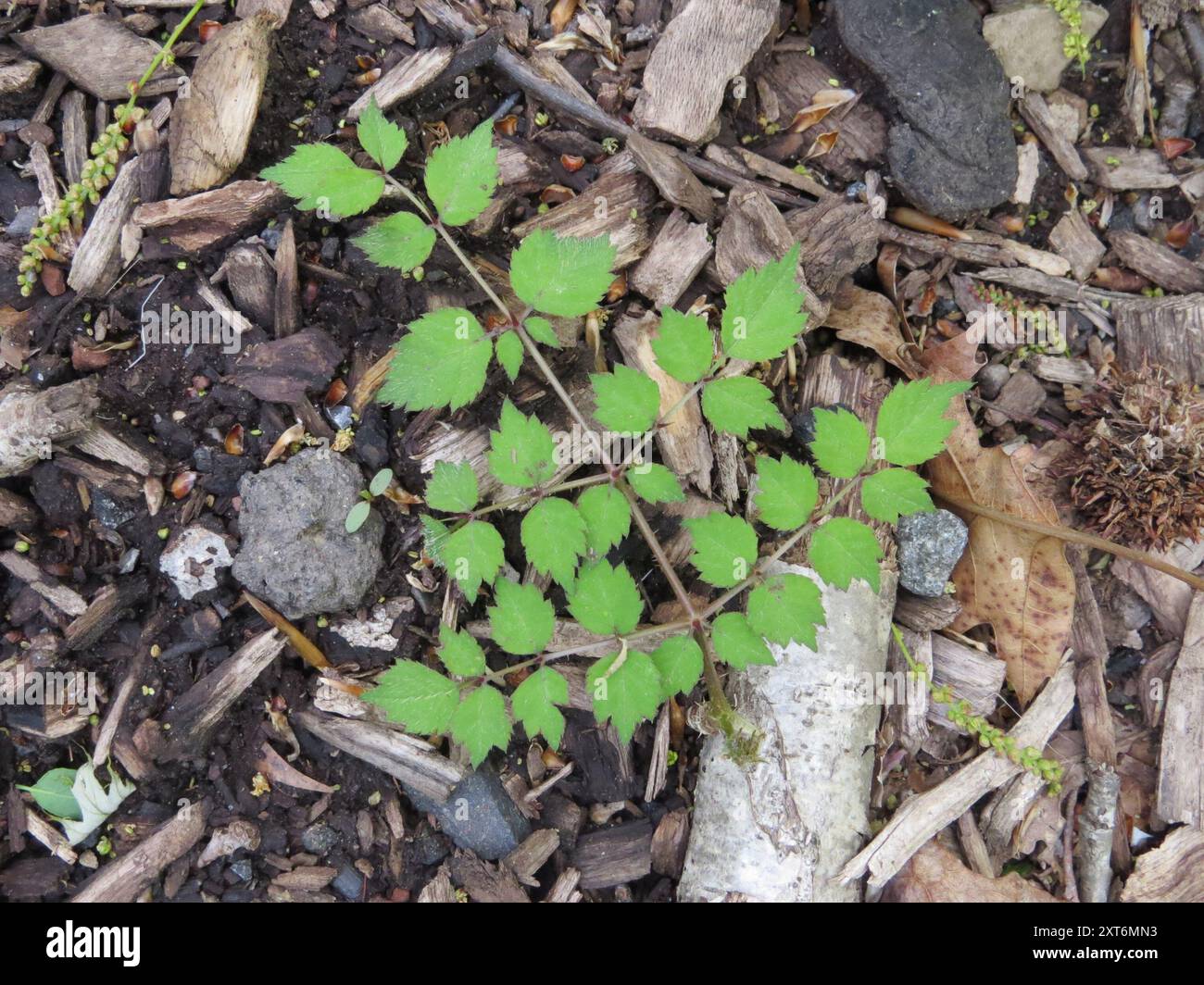 Japanese angelica tree (Aralia elata) Plantae Stock Photo - Alamy